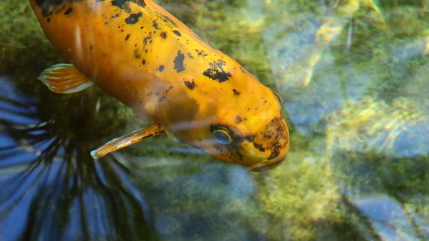 Close-up of Koi Fish image - Free stock photo - Public Domain photo ...