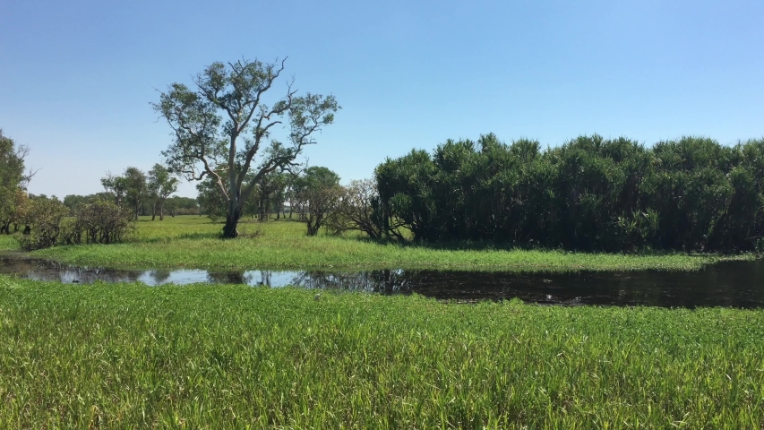 Landscape of Yellow Water Swamp Stock Footage Video (100% Royalty-free ...
