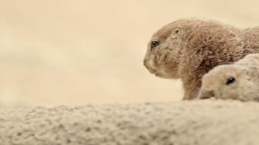 Prairie Dog Standing Up image - Free stock photo - Public Domain photo ...