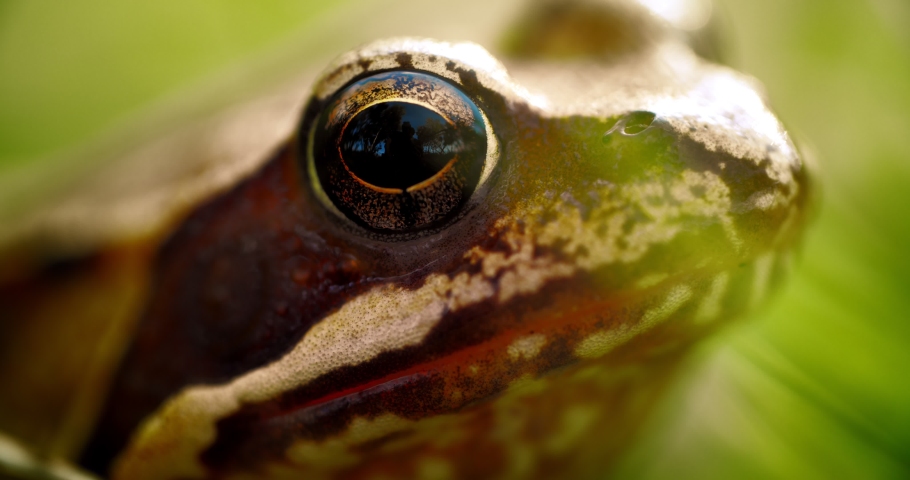 Brown Frog Close up image - Free stock photo - Public Domain photo ...