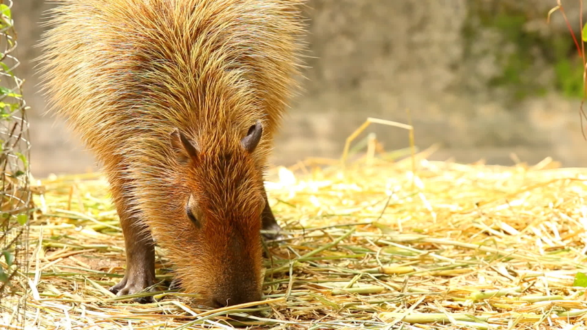 Capybara image - Free stock photo - Public Domain photo - CC0 Images