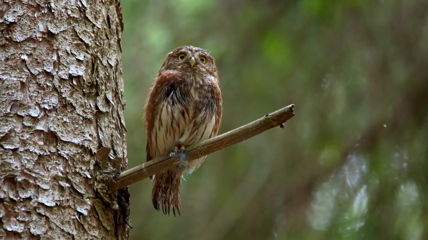 Eurasian Pygmy Owl - Glaucidium passerinum image - Free stock photo ...
