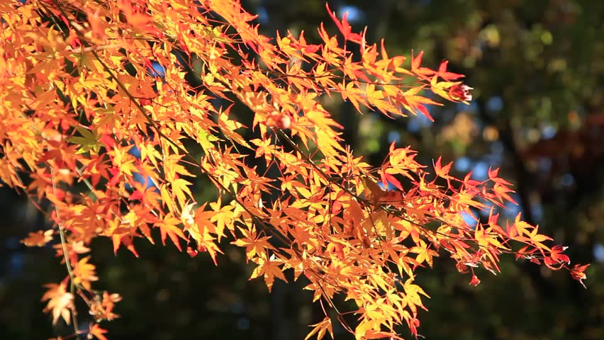 Maple Leaves Fluttering In The Wind Stock Footage Video 10365230 ...