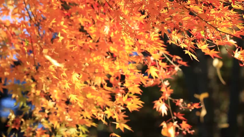 Maple Leaves Fluttering In The Wind Stock Footage Video 10365230 ...