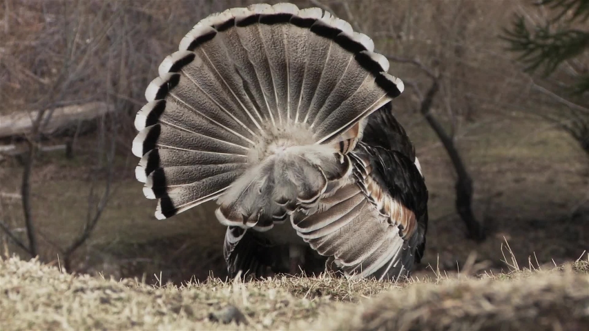 Wild Turkey walking image - Free stock photo - Public Domain photo ...