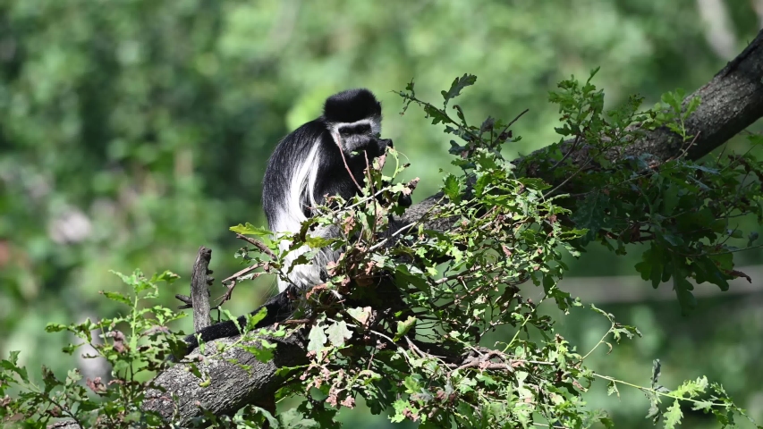 Colobus image - Free stock photo - Public Domain photo - CC0 Images
