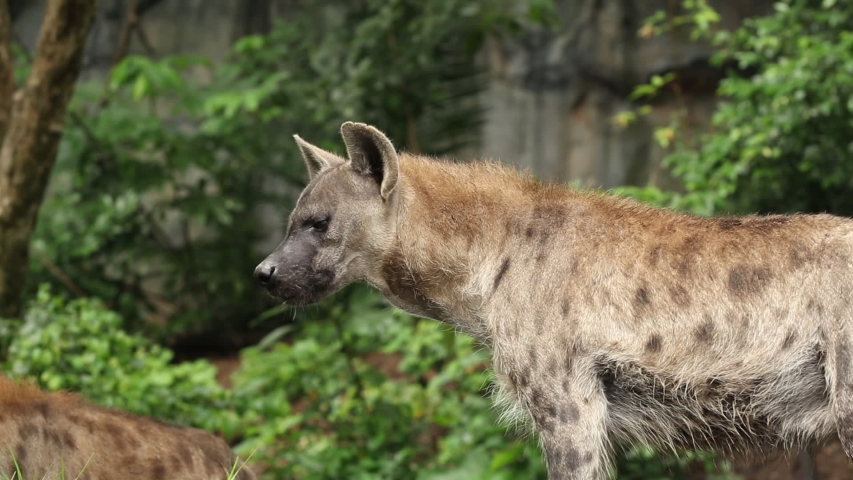 Crocuta Crocuta Stock Video Footage - 4K and HD Video Clips | Shutterstock