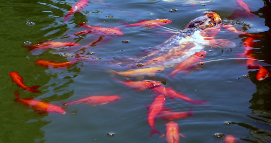 Colored Koi fish in Pond image - Free stock photo - Public Domain photo ...