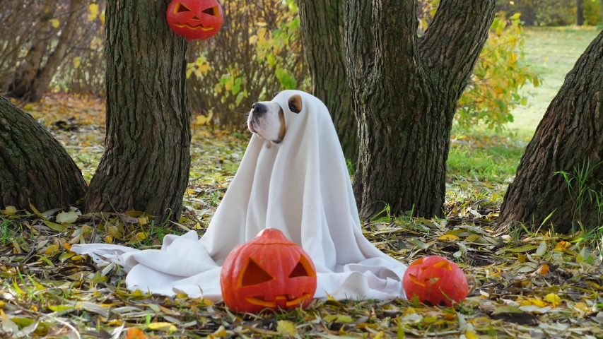 Dogs in Ghost Halloween Costumes image - Free stock photo - Public ...