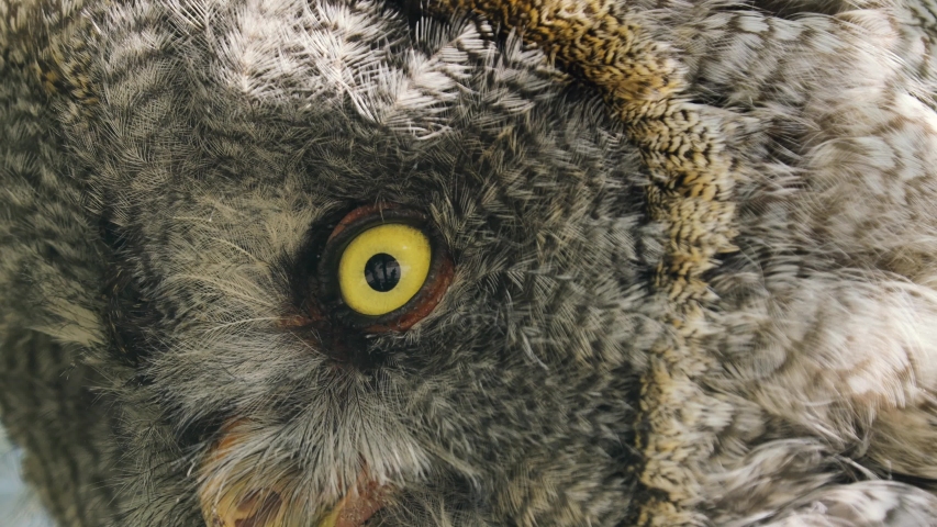 Great Grey Owl face image - Free stock photo - Public Domain photo ...
