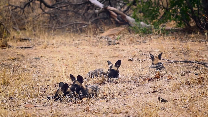 African Wild Dog - Lycaon pictus image - Free stock photo - Public ...