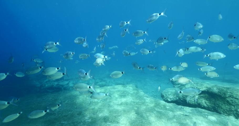 Bream Fish image - Free stock photo - Public Domain photo - CC0 Images