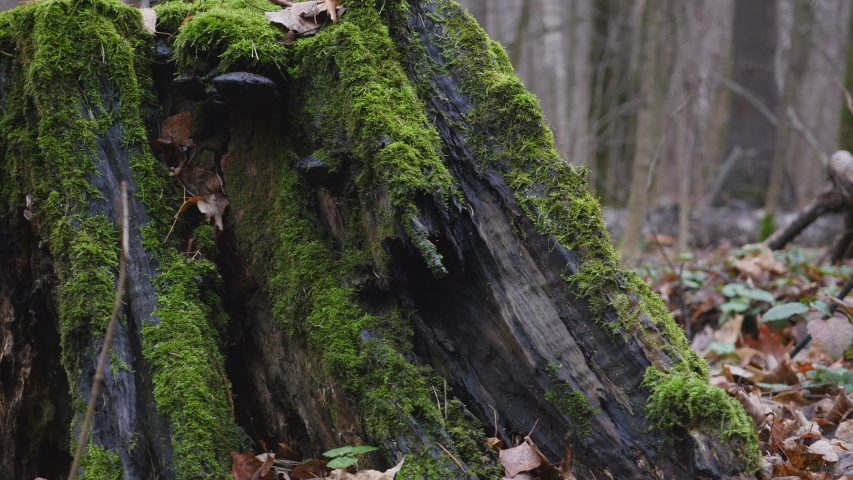 Colored Tree Stumps image - Free stock photo - Public Domain photo ...