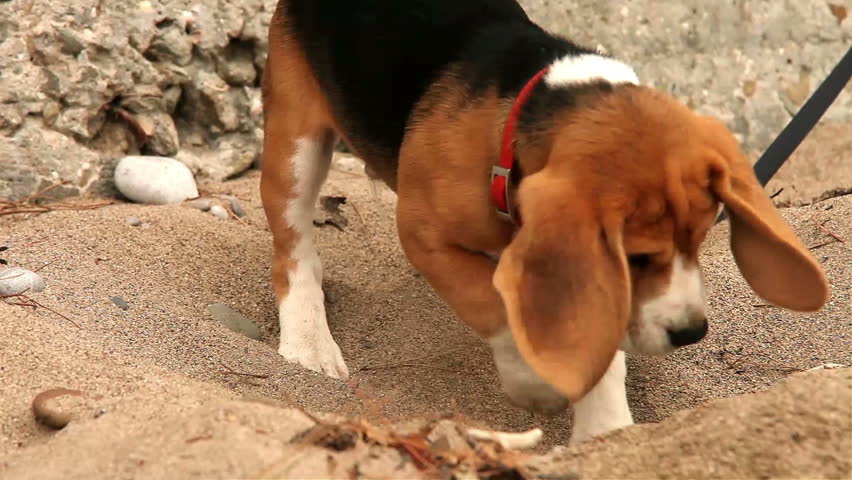 Beagle Digger Dog Diligently Wants Video de stock (totalmente libre de ...