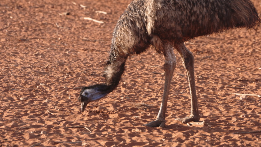 An Emu Walking Around the Stock Footage Video (100% Royalty-free ...