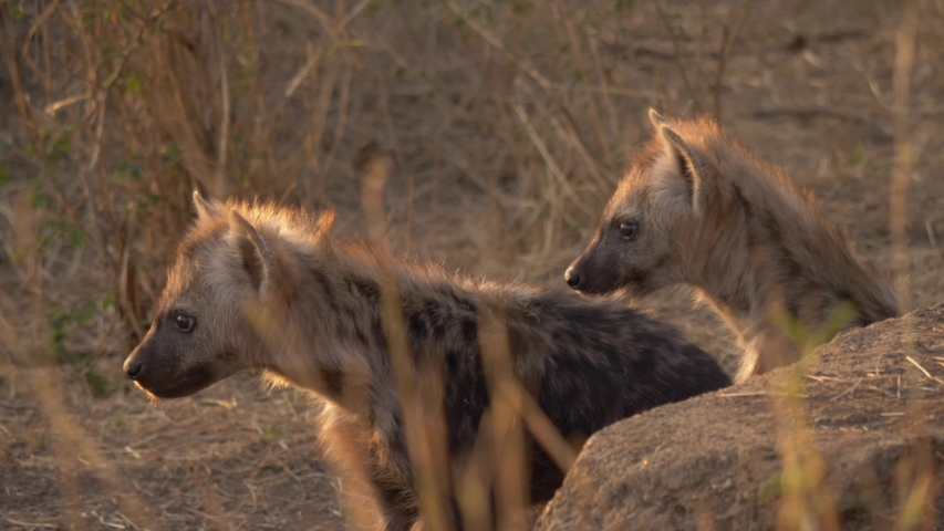 Two Hyenas in the Wild image - Free stock photo - Public Domain photo ...