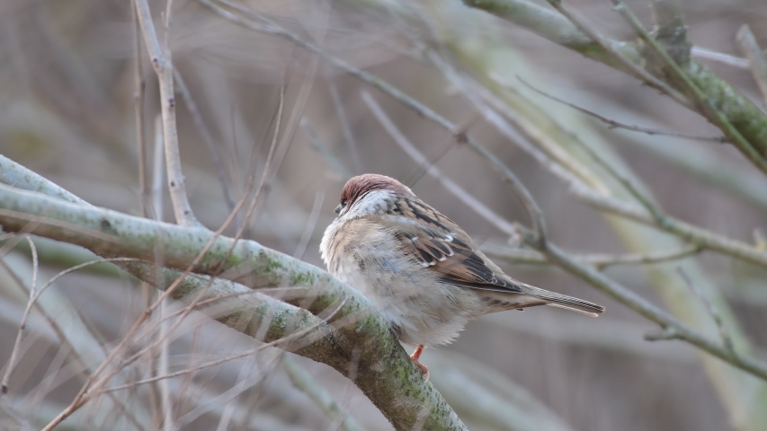 Close up of house sparrow image - Free stock photo - Public Domain ...