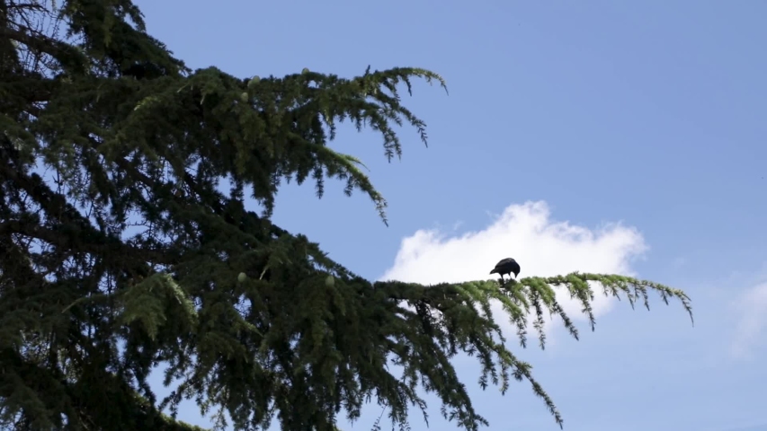 Crow standing on a branch image - Free stock photo - Public Domain ...