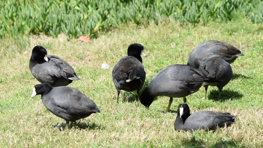 American Coot - Fulica americana image - Free stock photo - Public ...