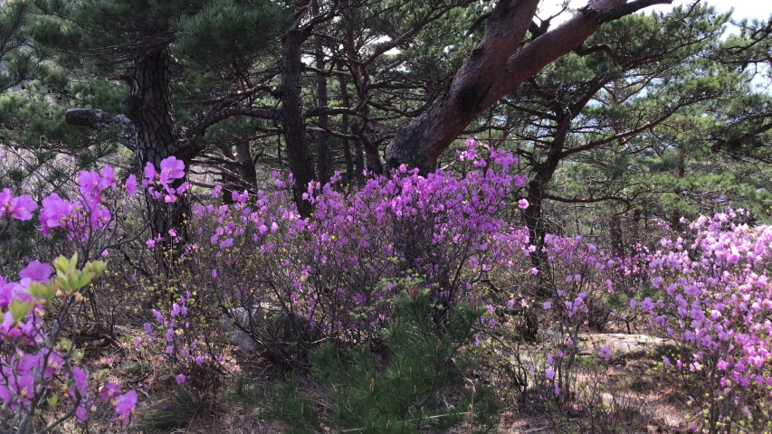 Azalea image - Free stock photo - Public Domain photo - CC0 Images