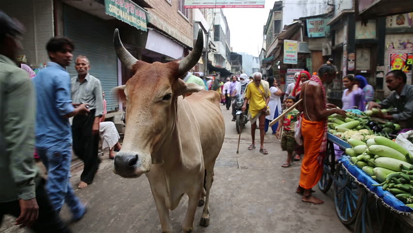 Stock Video Clip of VRINDAVAN, INDIA - JULY 14, 2015: Cow, | Shutterstock