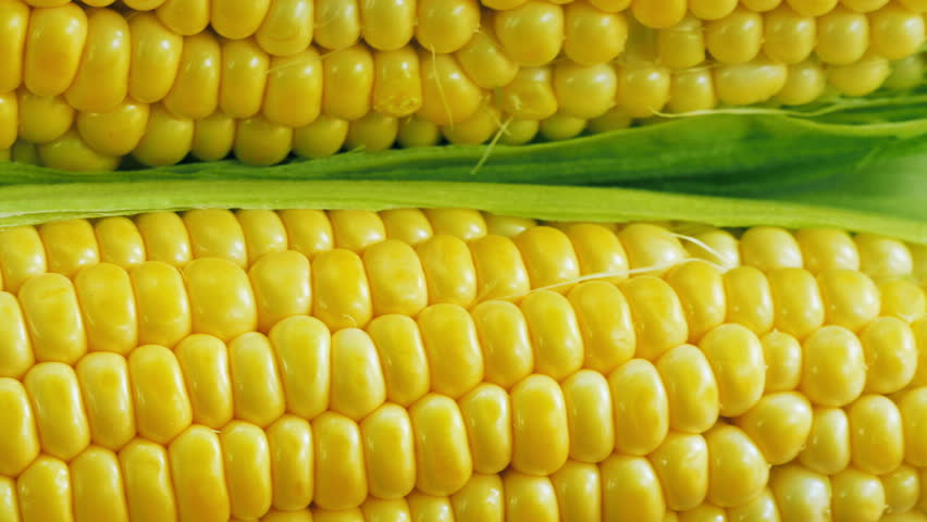 Corn Closeup Ultra Hd 4k Video de stock (totalmente libre de regalías ...