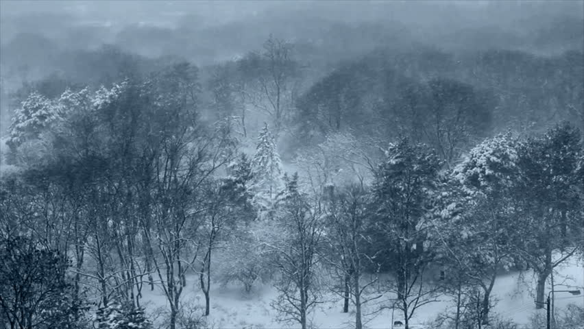Stock video of snow falling in forest | 1056061 | Shutterstock