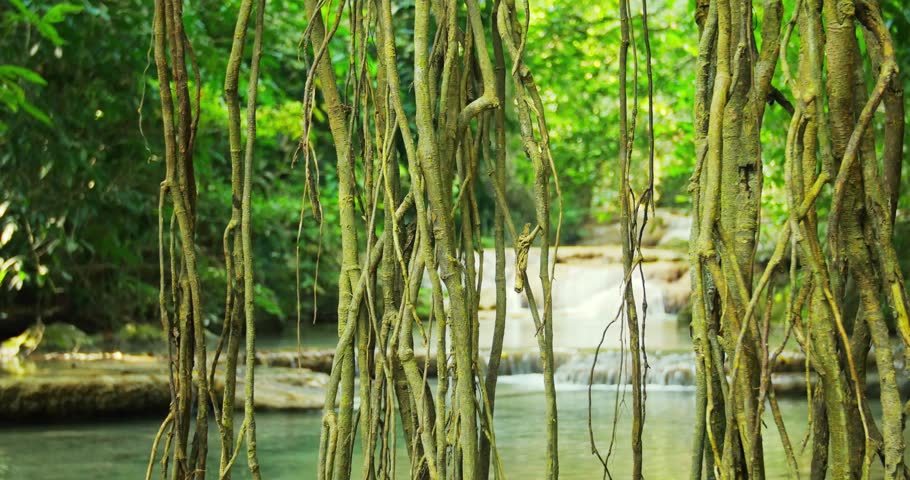 Dense Tropical Forest With Twisted Liana Vines Hanging From High Trees ...