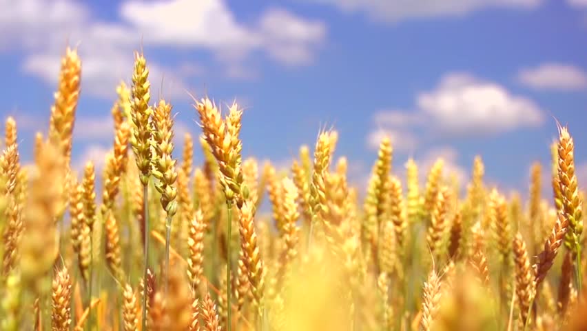Stock video of wheat field. harvest and harvesting concept. | 10640321 ...
