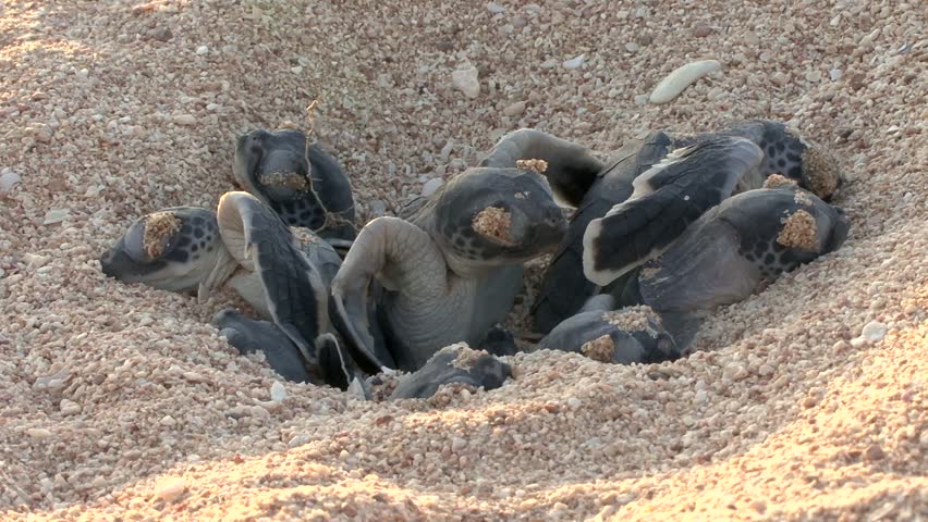 Baby Green Turtle Hatchlings Pushing Video de stock (totalmente libre ...
