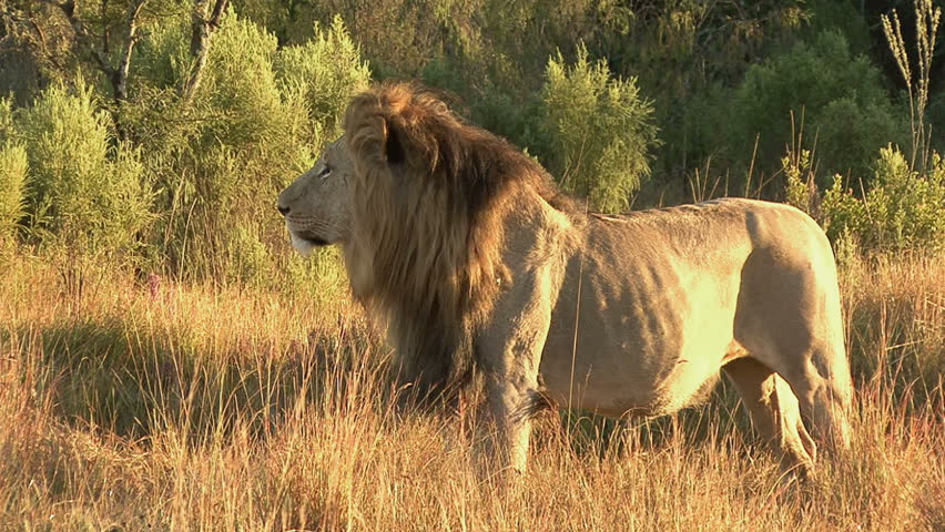 Stock video of male lion standing and roaring | 1075171 | Shutterstock