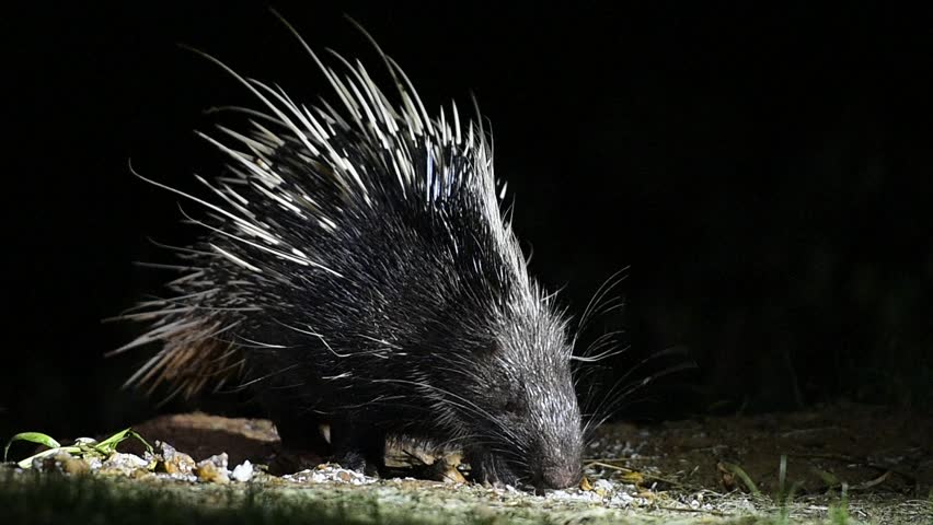 Nocturnal Animals Malayan Porcupine(hystrix Brachyura) Stock Footage ...