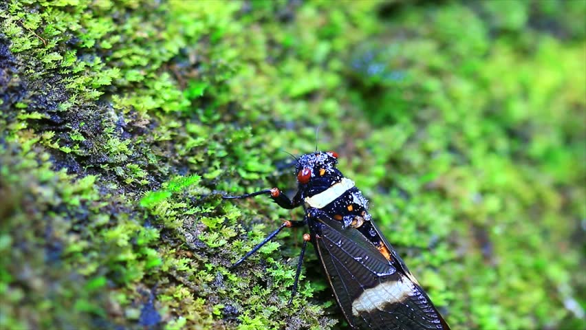 Giant False Leaf Katydid Nymph (Pseudophyllus Titan, Pseudophyllinae ...