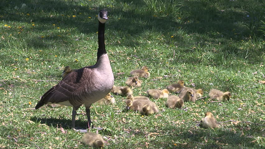 Waterloo, Ontario, Canada - May 2015 Canada Geese With Baby Goslings In ...