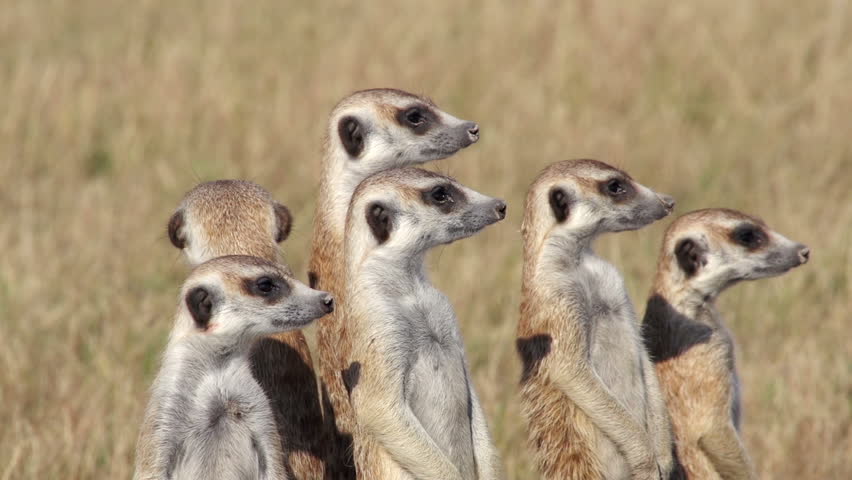 Meerkat standing up image - Free stock photo - Public Domain photo ...