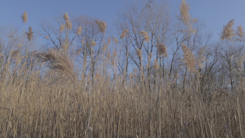 Tall Reed Plants Blow in Stock Footage Video (100% Royalty-free ...