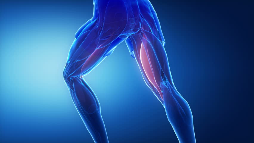 Stock video of gracilis tendon - leg muscles anatomy | 10989071 ...