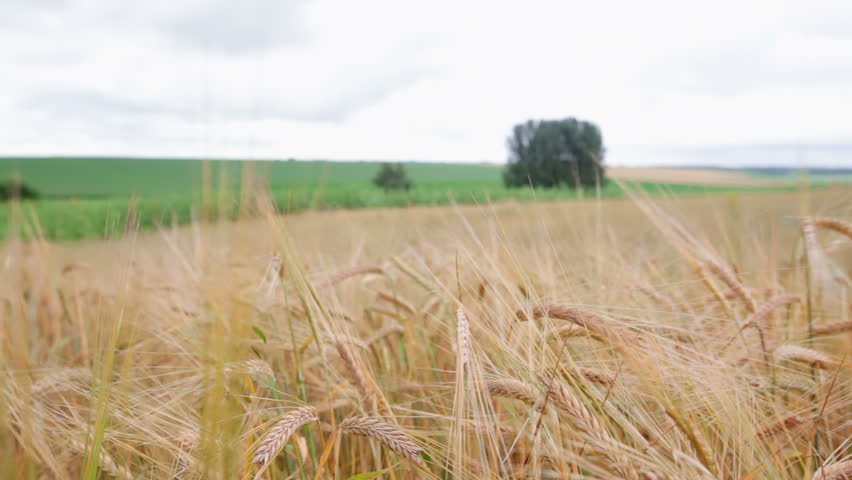 Stock video of male run hand over wheat | 11055101 | Shutterstock