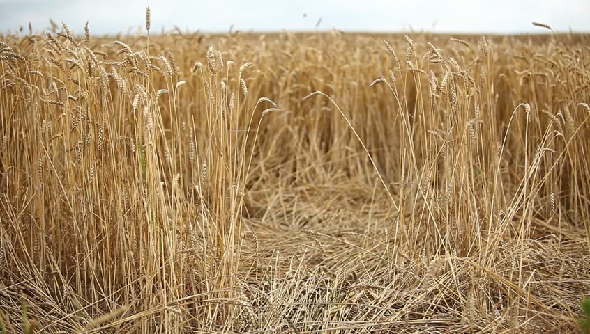 Ripe Wheat in a Field Stock Footage Video (100% Royalty-free) 11058851 ...