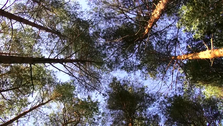 Pinery. Pine Trees in the Stock Footage Video (100% Royalty-free ...