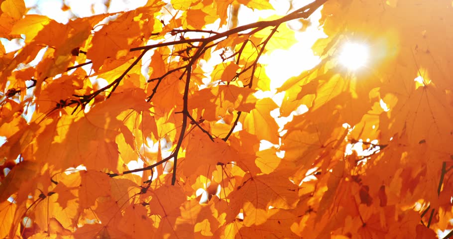 Sun Shining Through Fall Leaves Blowing In Breeze, Blurry Golden Background, Out Of Focus. Slow ...