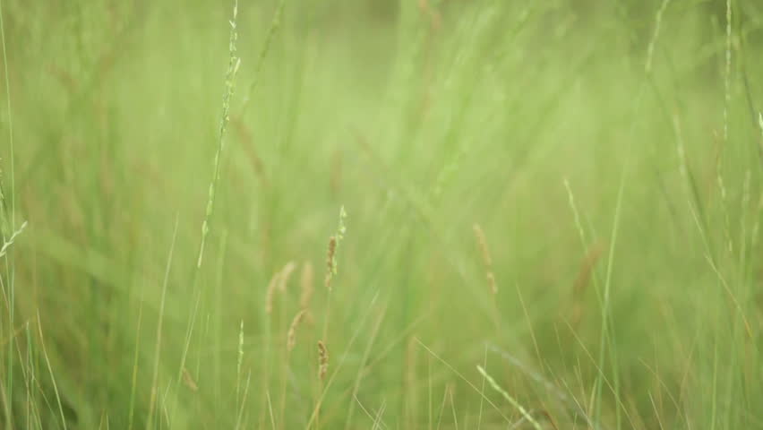 Lily Pads, Along With Other Aquatic Vegetation, Grow On Spindly Stems ...