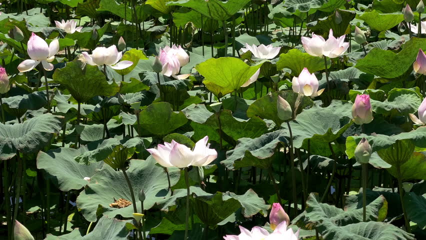 Scenic Lotus Flower Farm In Cambodia Stock Footage Video 12602858 ...