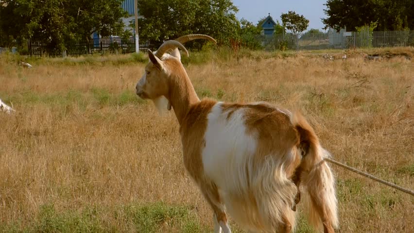 Red-haired Goat Rope Scratching Back Stock Footage Video (100% Royalty ...