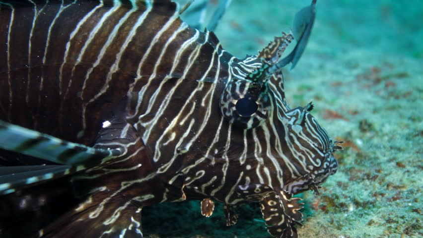 An Animation Of A Trilobite Moving About On A Cambrian Period (400 ...