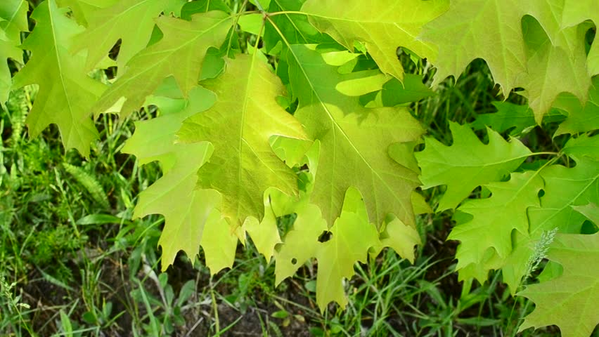 Quercus Rubra or Quercus Borealis. Stock Footage Video (100% Royalty ...