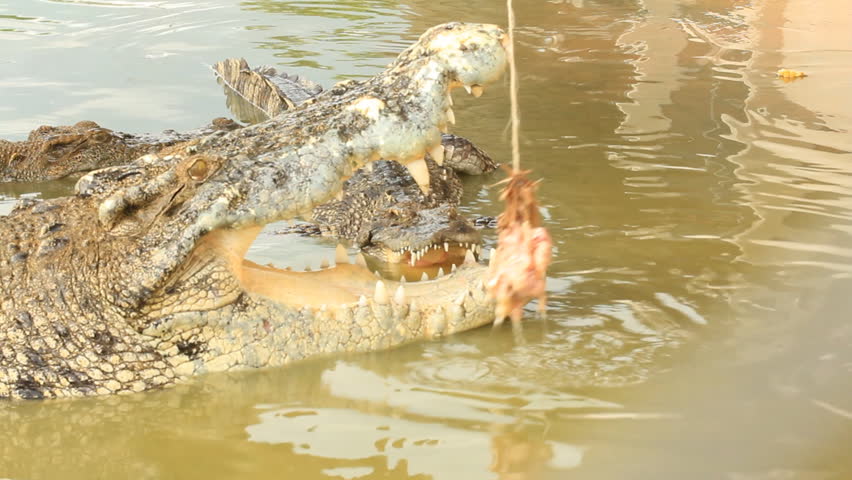 Crocodile Eating Chicken Stock Footage Video (100% Royalty-free ...