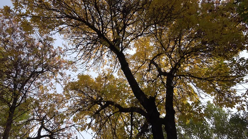 4k Beautiful Tree Large Crown Stock Footage Video (100% Royalty-free ...