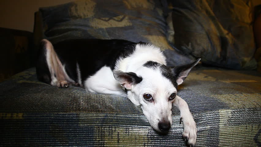 Lovely Baby Chow Chow Looking Outside And Moving In Lijiang, China ...