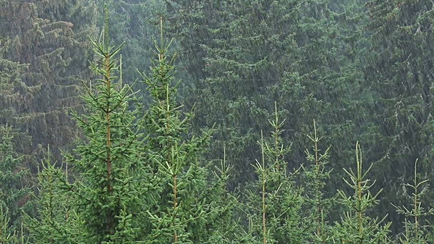 Stock video of heavy rain in mountain pine forest | 11716181 | Shutterstock